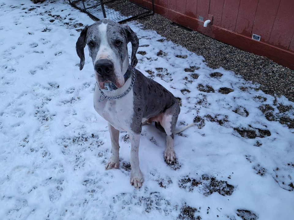 Adoptable Dogs – North West Great Dane Rescue